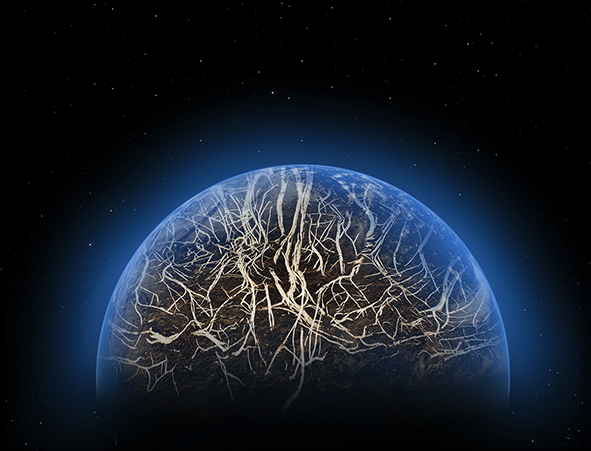 Ar pažįsti savo augalų šaknis? | Yara Lietuva