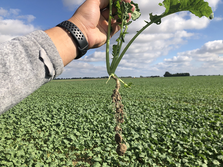 zieminiai rapsai | Yara Lietuva